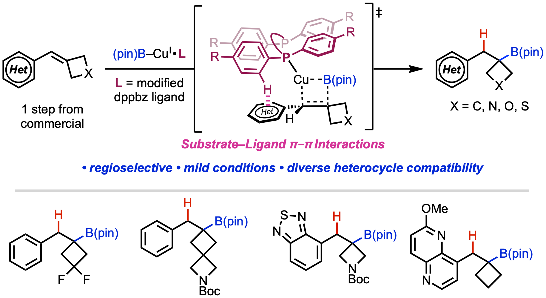 BCB Hydroboration Pre-Print Online – Molecular Complexity through Catalysis